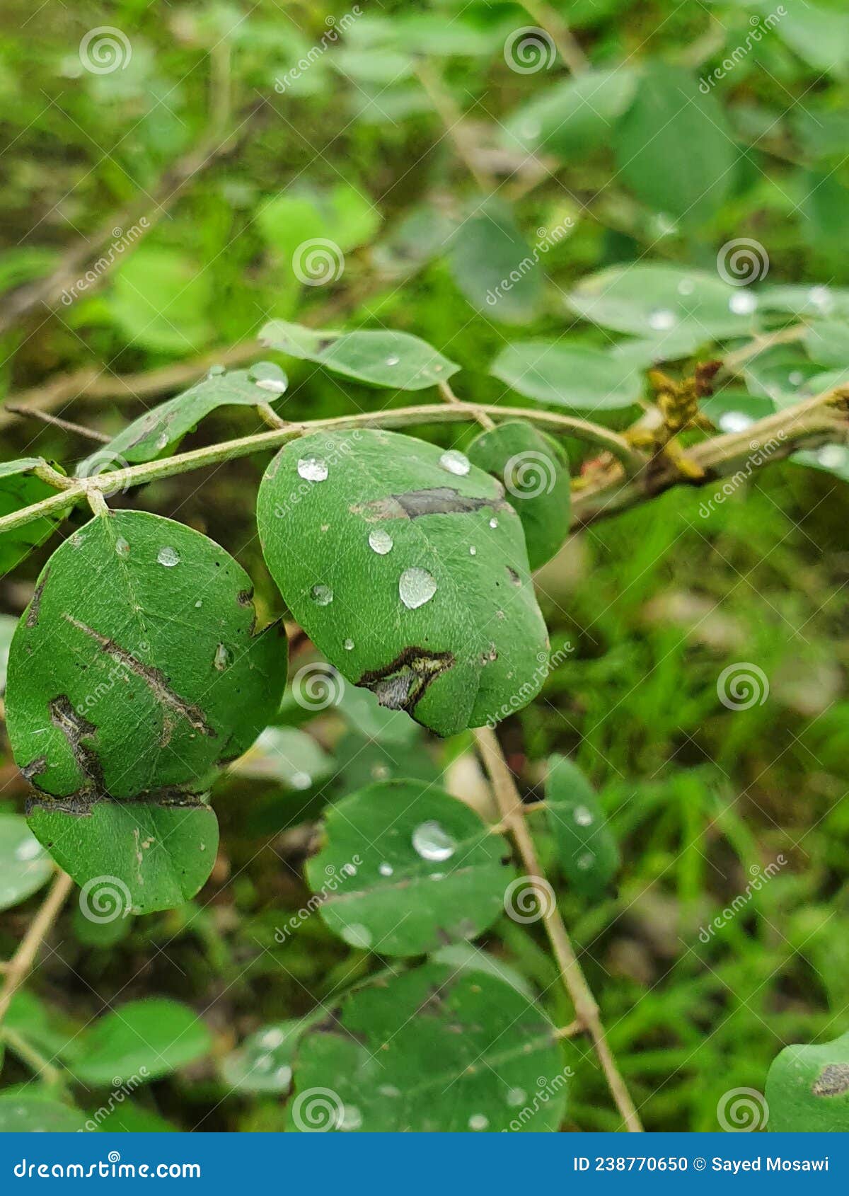 Green Plant View in Manama Bahrain Stock Photo - Image of food ...