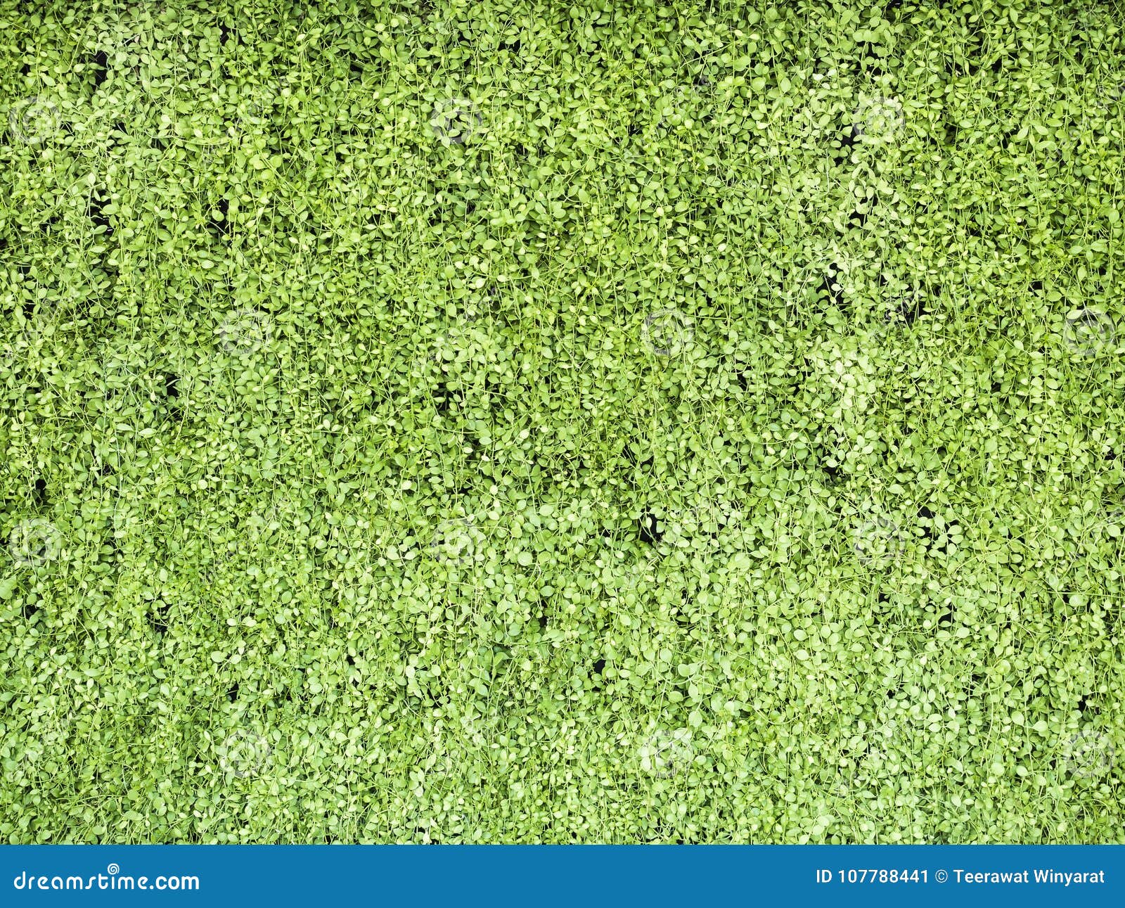 Green Plant Wall Texture Natural Background Stock Image - Image of ...