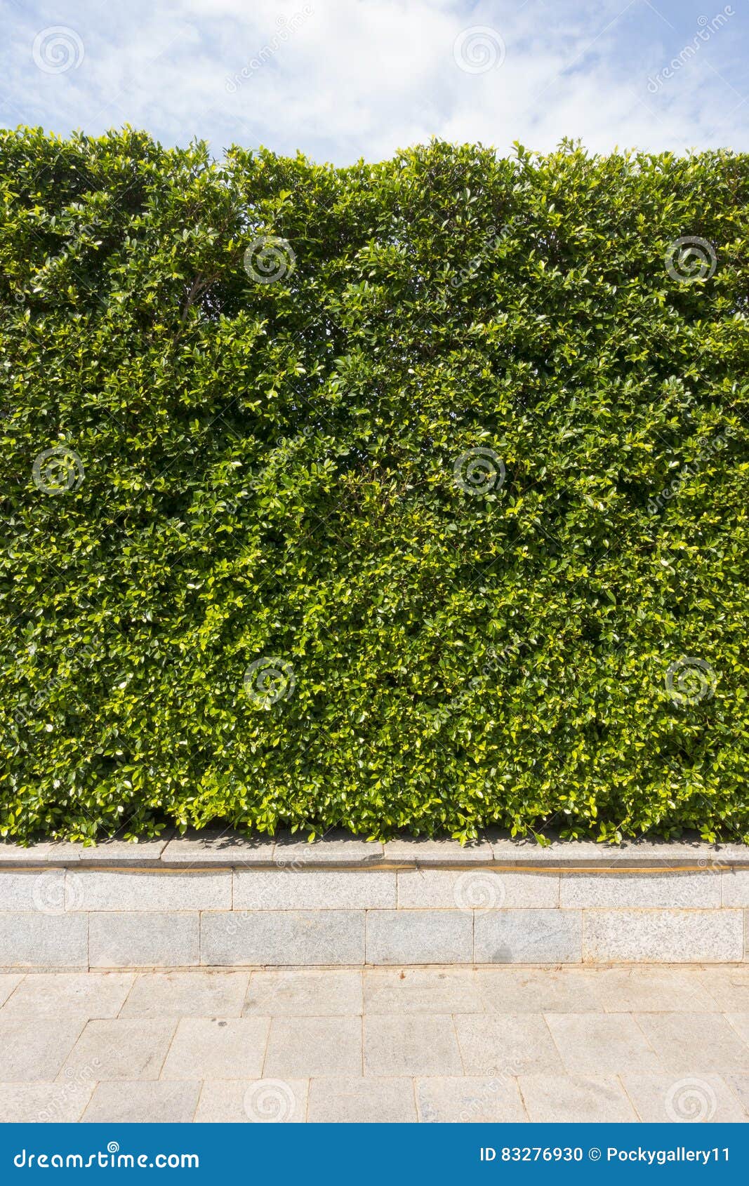 Green Plant Wall Texture with Marble Tiles Floor Stock Photo - Image of ...