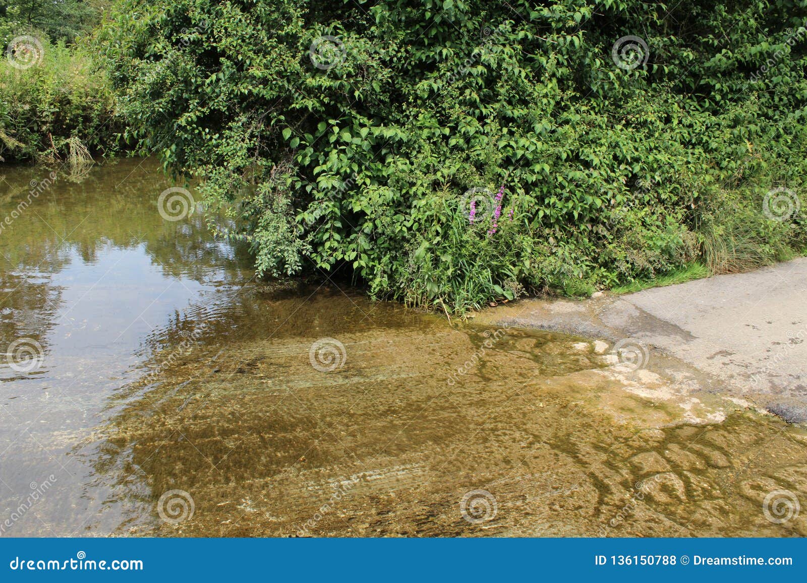 Tree beside water stock photo. Image of metal, wood - 136150788