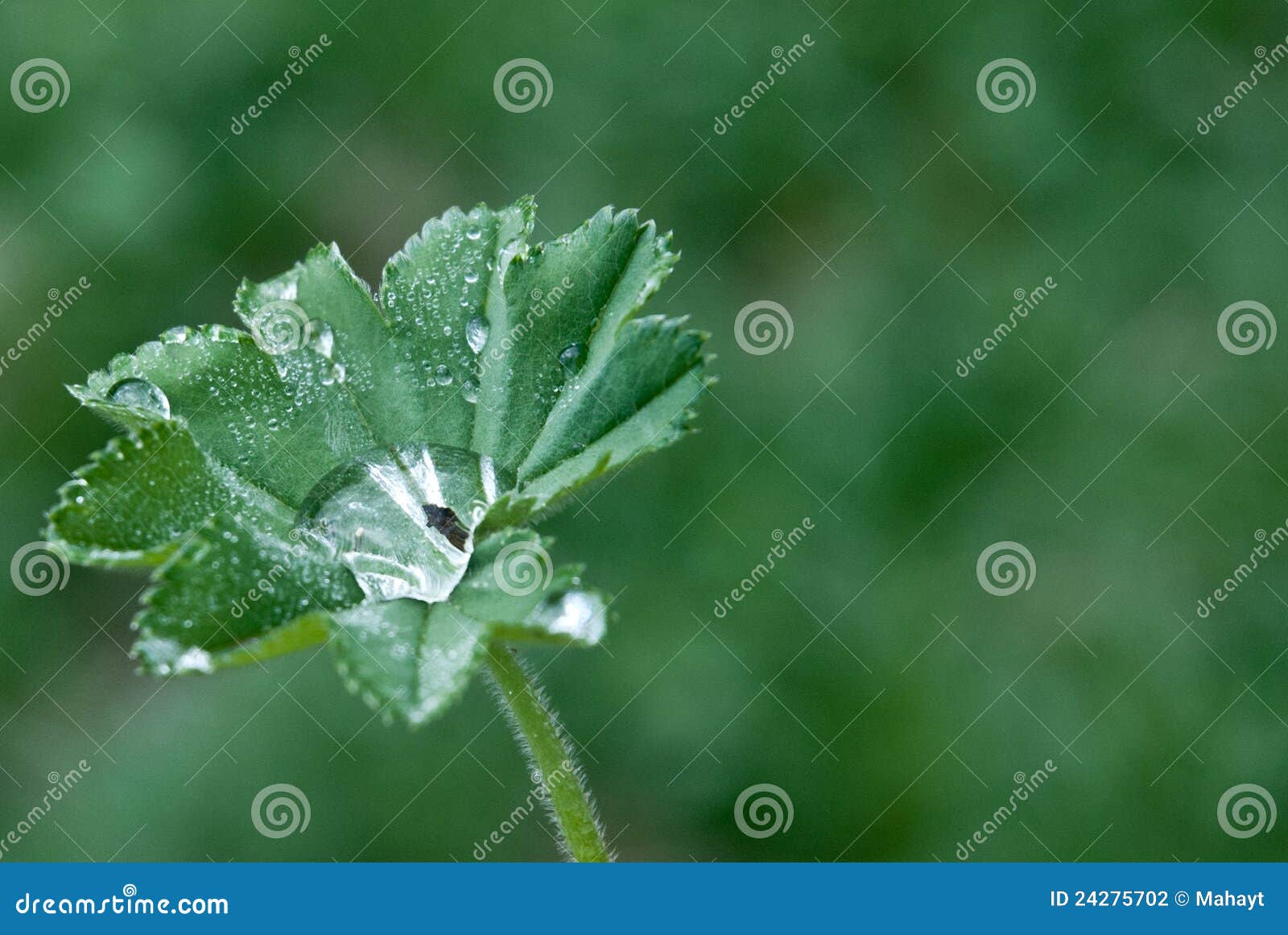 Green Plant with Wather Drop Stock Photo - Image of abstract, lawn ...