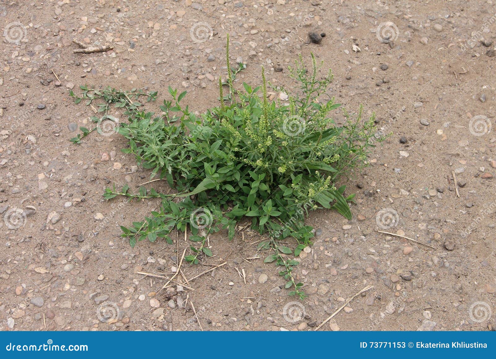 Green Plant, Weed Sprouting through Asphalt Stock Image - Image of city ...