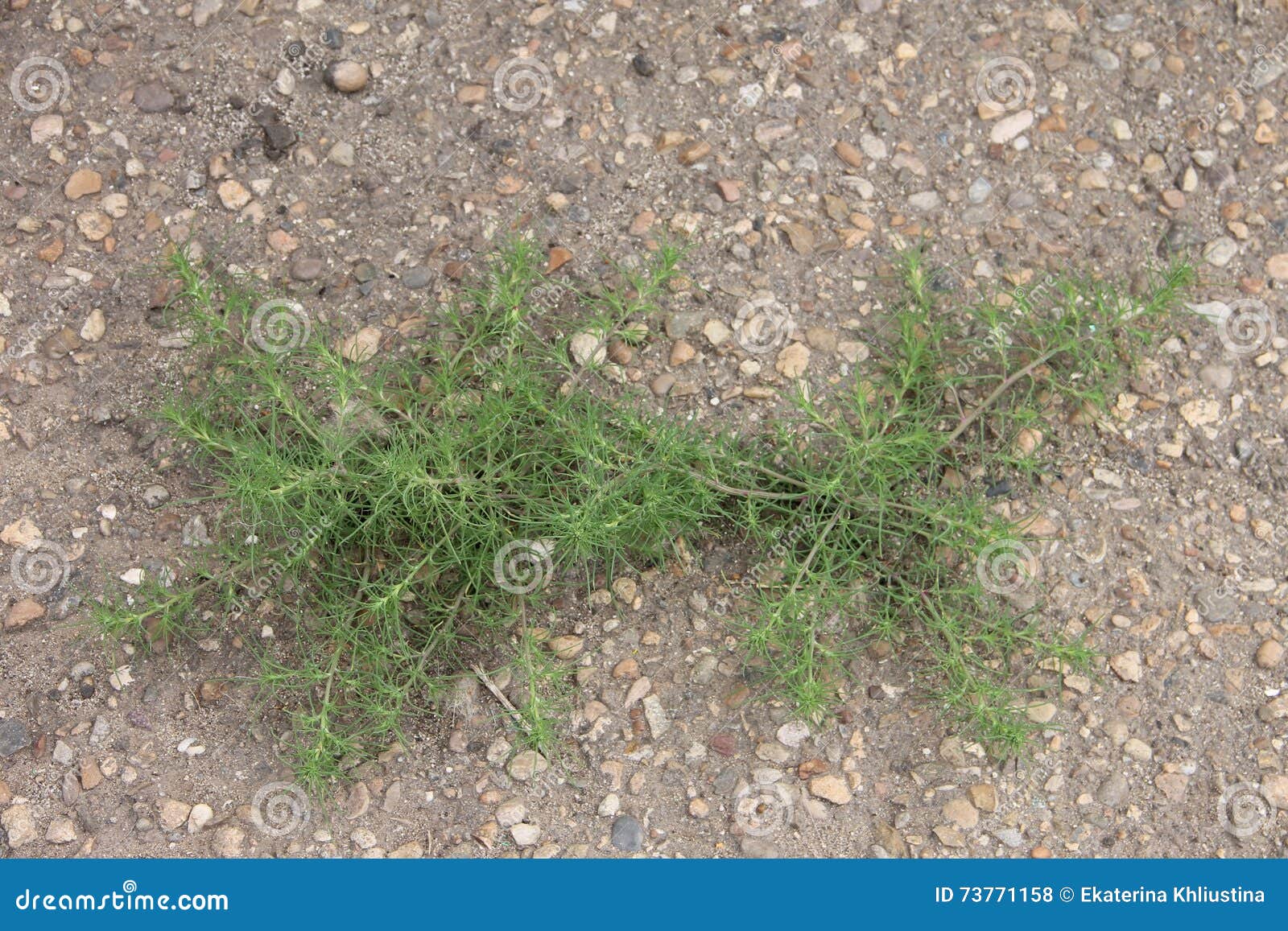 Green Plant, Weed Sprouting through Asphalt Stock Photo - Image of ...