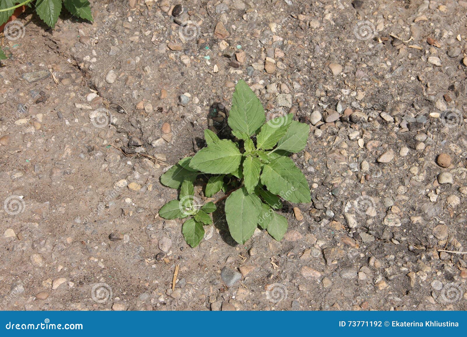 Green Plant, Weed Sprouting through Asphalt Stock Photo - Image of ...