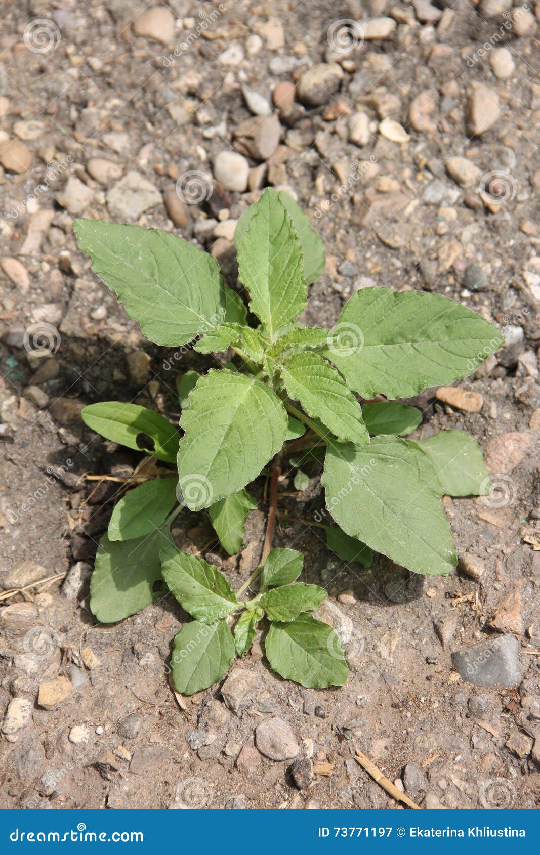 Green Plant, Weed Sprouting through Asphalt Stock Image - Image of ...