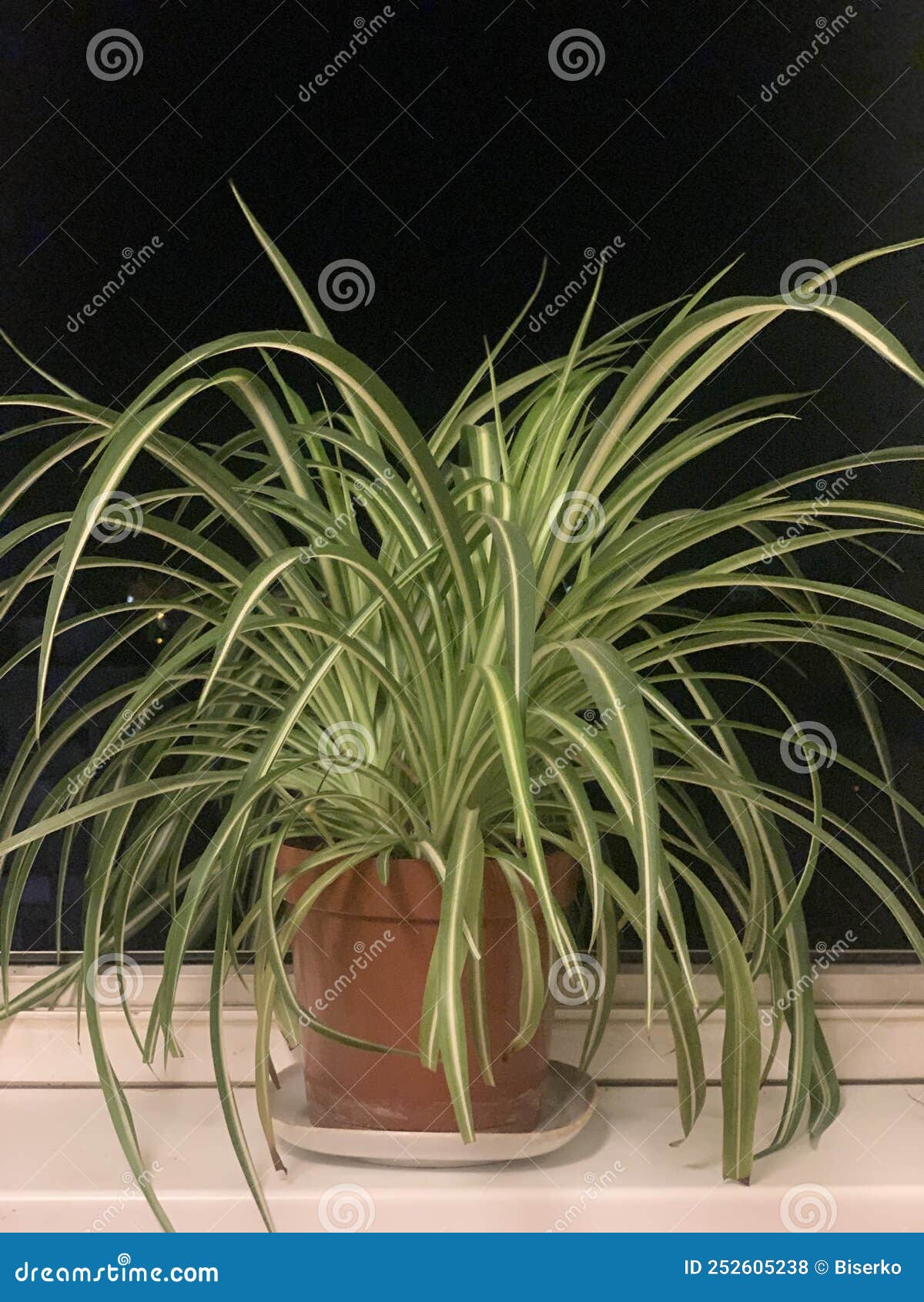 Clorofit Stock Photos - Free & Royalty-Free Stock Photos from Dreamstime