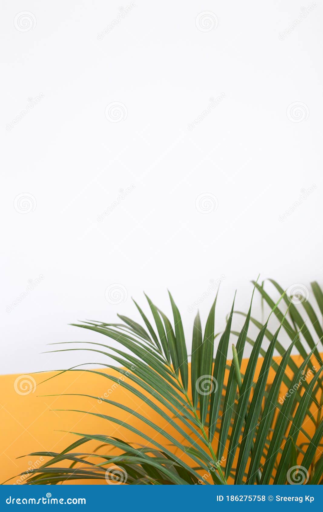 Green Plant Yellow Plain Background Stock Photo - Image of philodendron ...