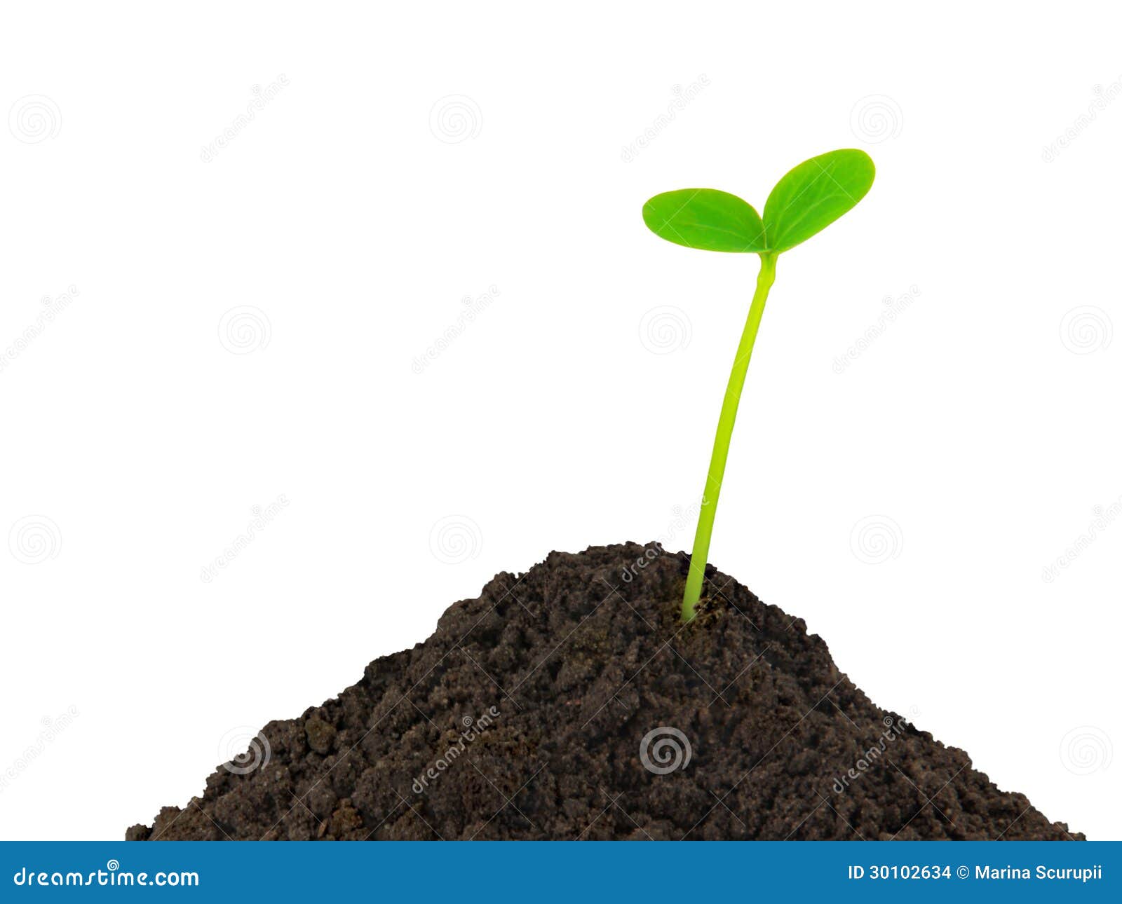 Green plant seedling stock photo. Image of planting, ideas - 30102634