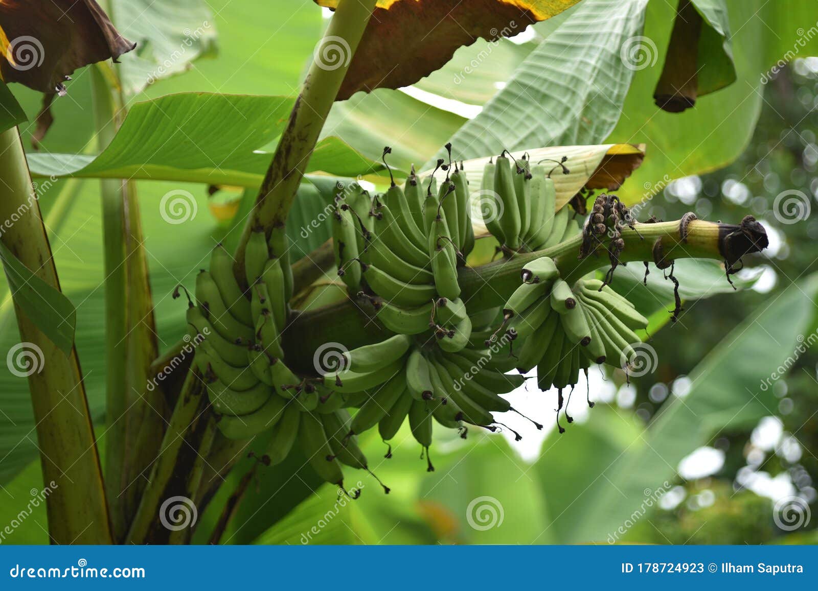 Green Plantain Tree in the Garden Stock Image - Image of garden, banana ...