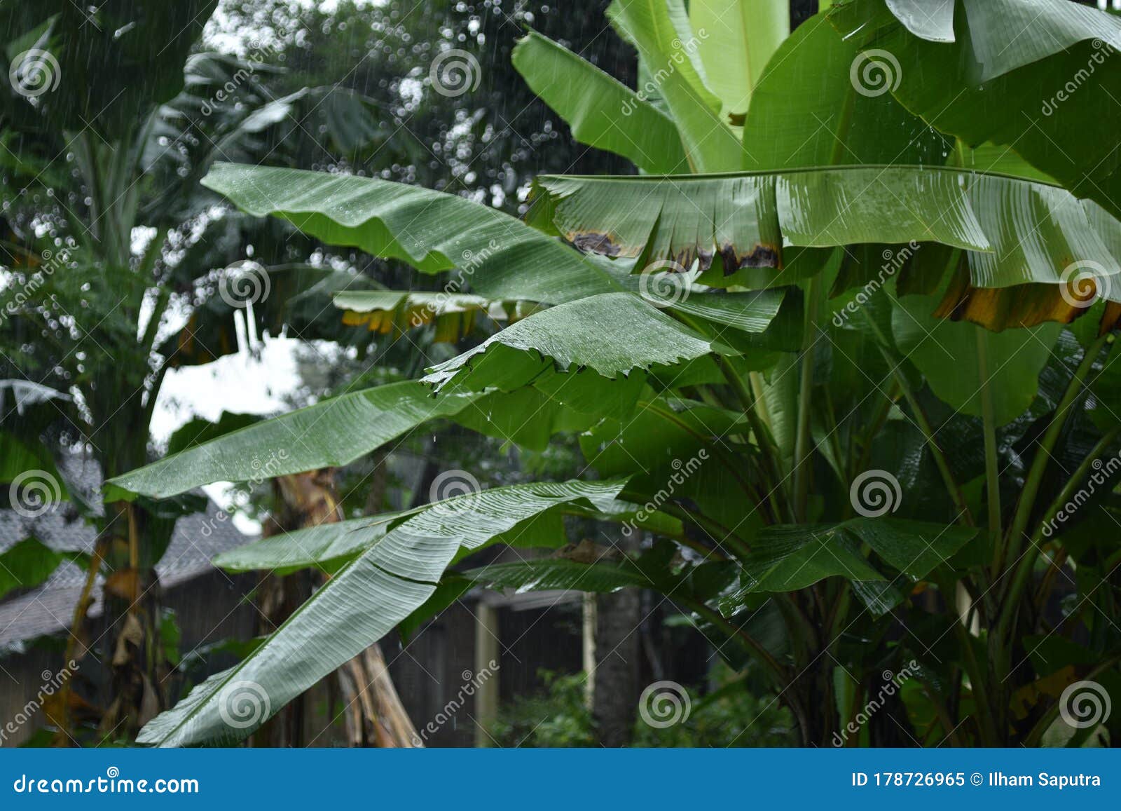 Green Plantain Tree in the Garden Stock Image - Image of background ...