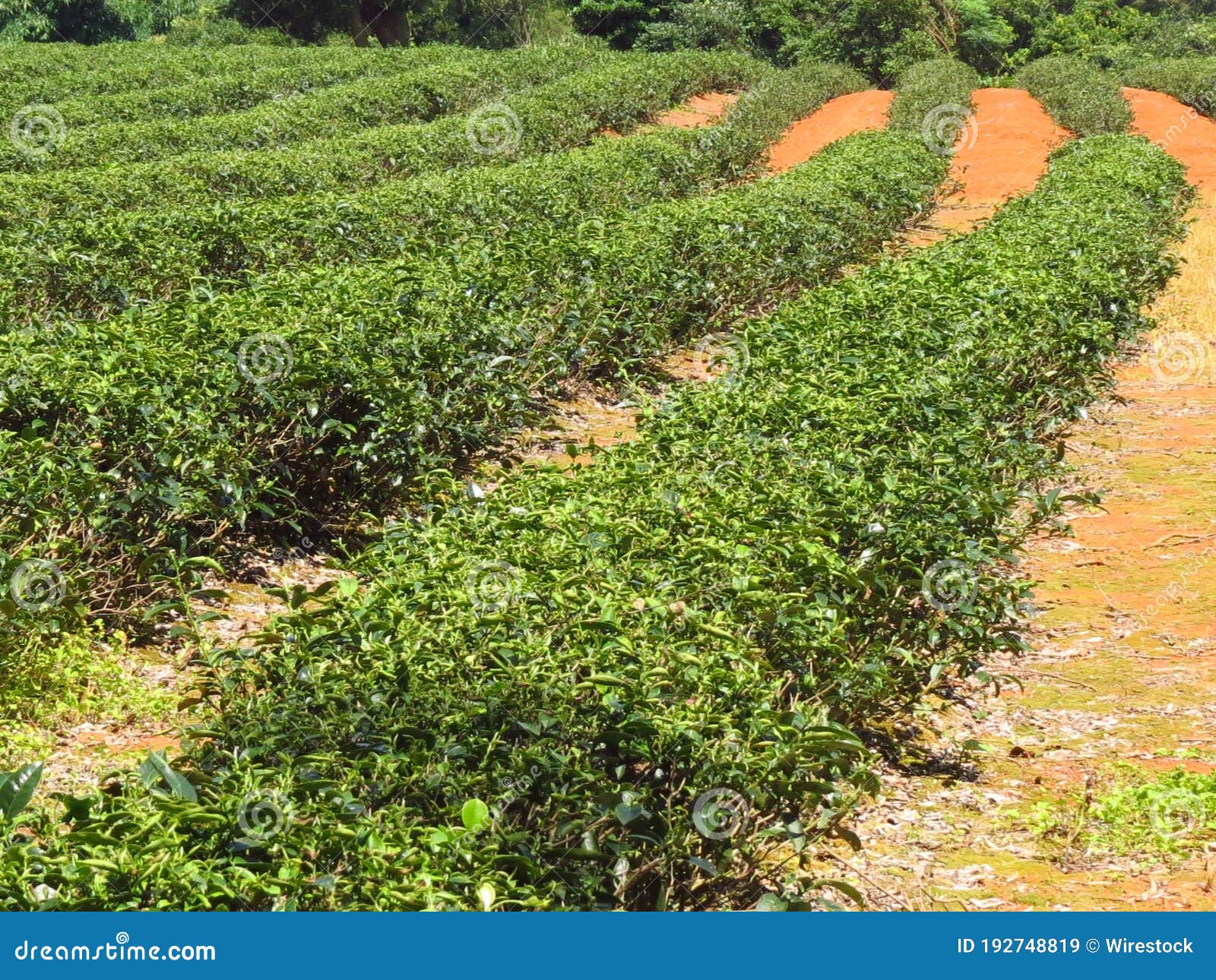 Green Plantation Field during the Daytime Stock Image - Image of crop ...