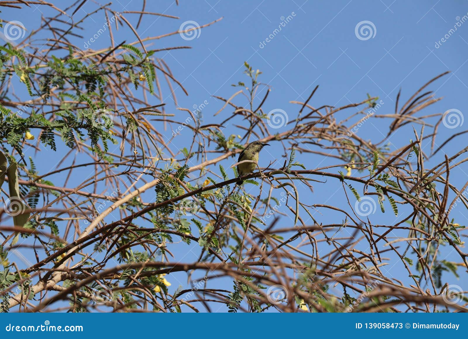 Green Plants in Addis Ababa Stock Image - Image of brunches ...