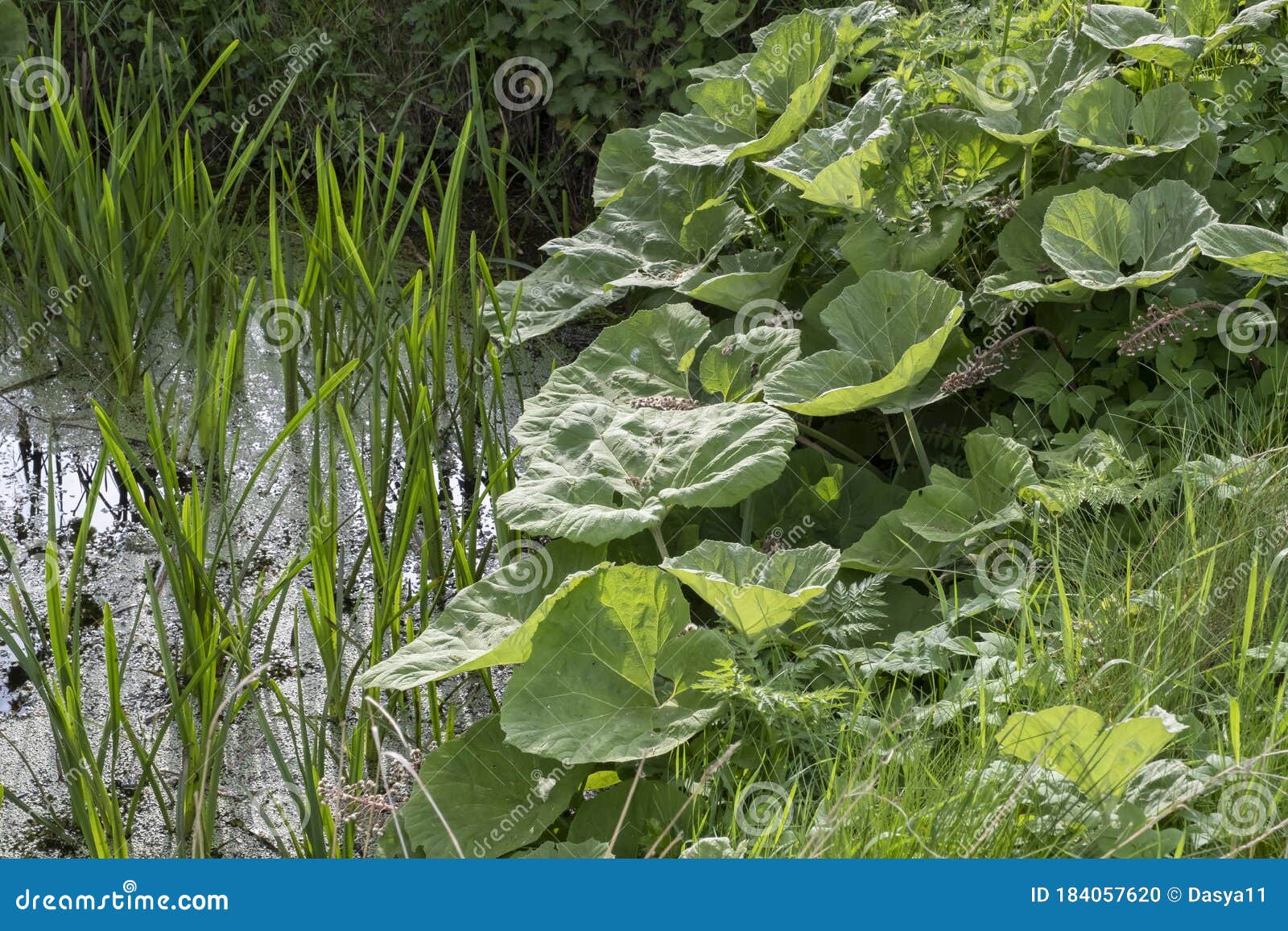 Green Plants Along the Riverside of the Park, Big Green Leafs Stock ...