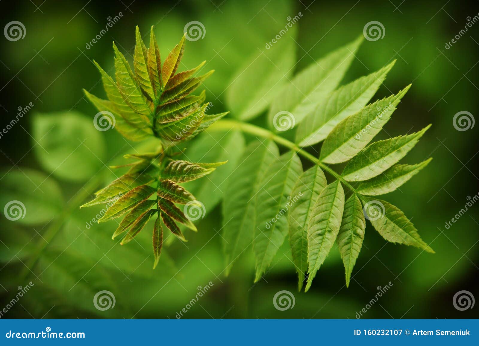 Green Plants with Beautiful Sharp Leaves Stock Image - Image of forest ...