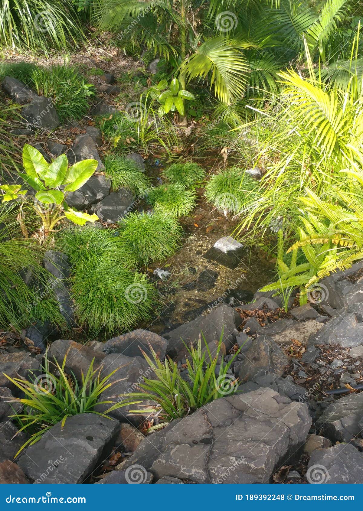 Green Plants, Black Rocks, Gully Stock Photo - Image of plants, gully ...