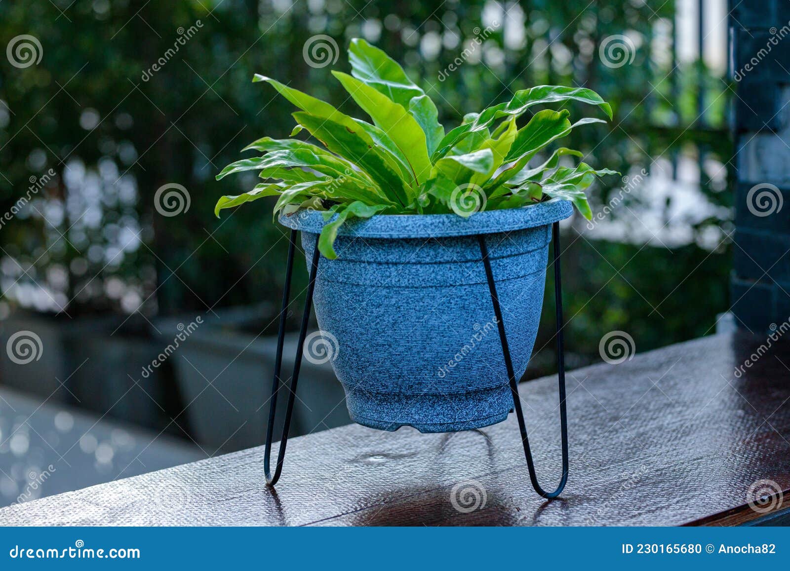 Green Plants in Blue Plastic Pots Stock Photo - Image of environment ...