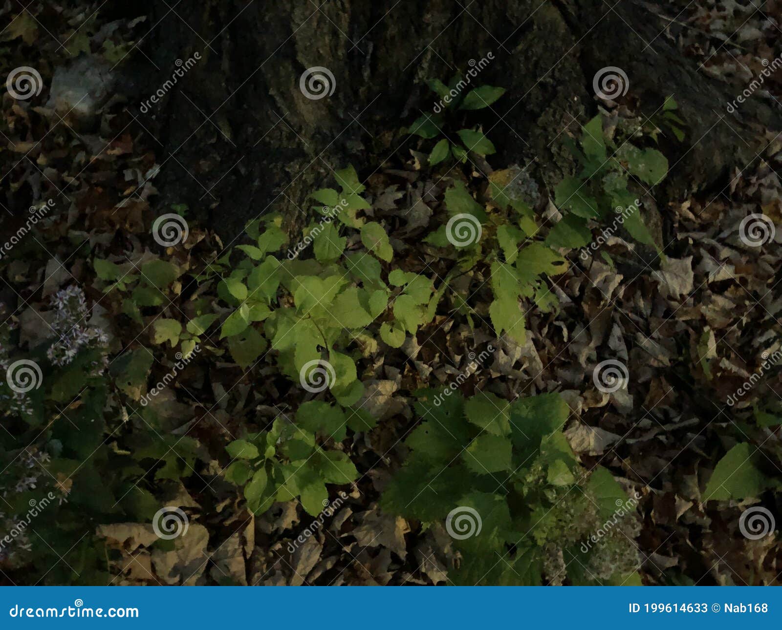 Green Plants at the Bottom of a Tree in Evening Light Stock Image ...
