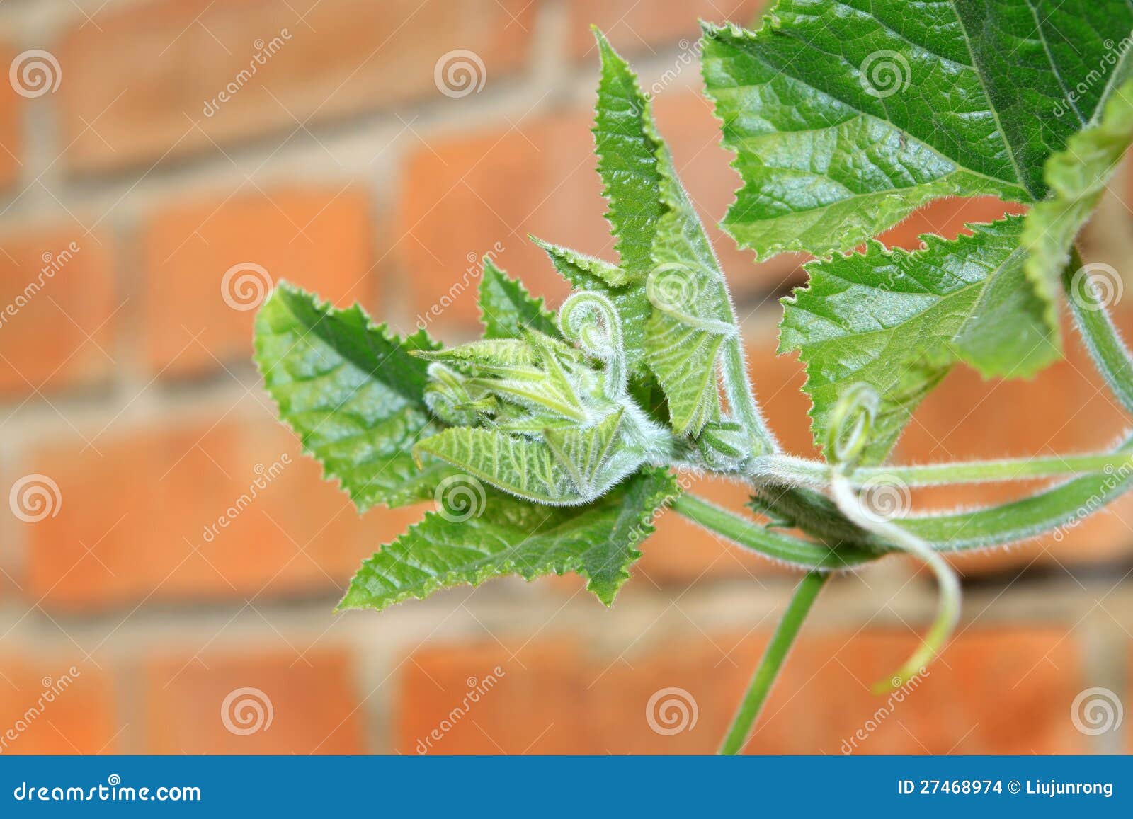 Green Plants Bud on the Wall Stock Photo - Image of surface, brickl ...