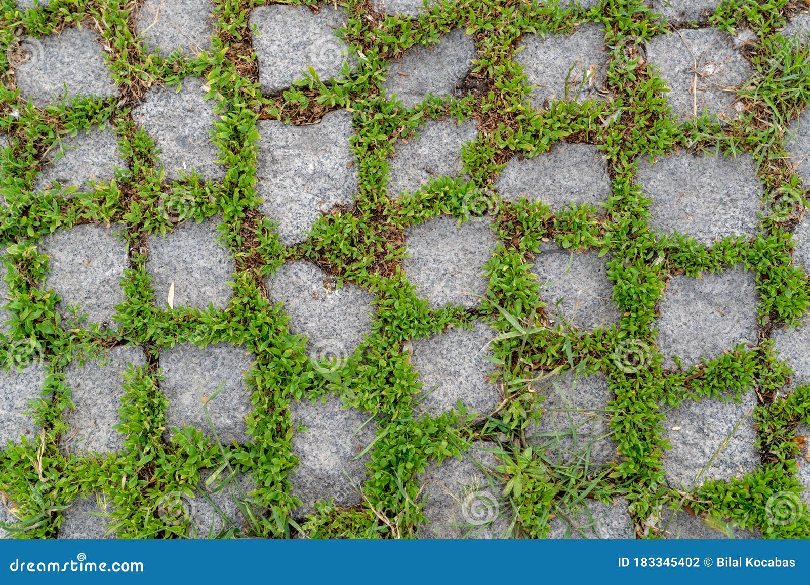 Green Plants between Cobblestone Pavements Stock Photo - Image of ...