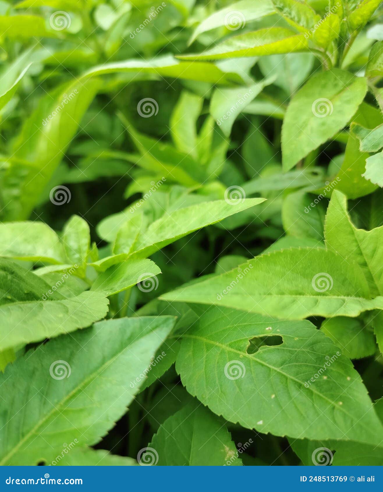 Green Plants Cool the Environment Stock Image - Image of nature, cool ...