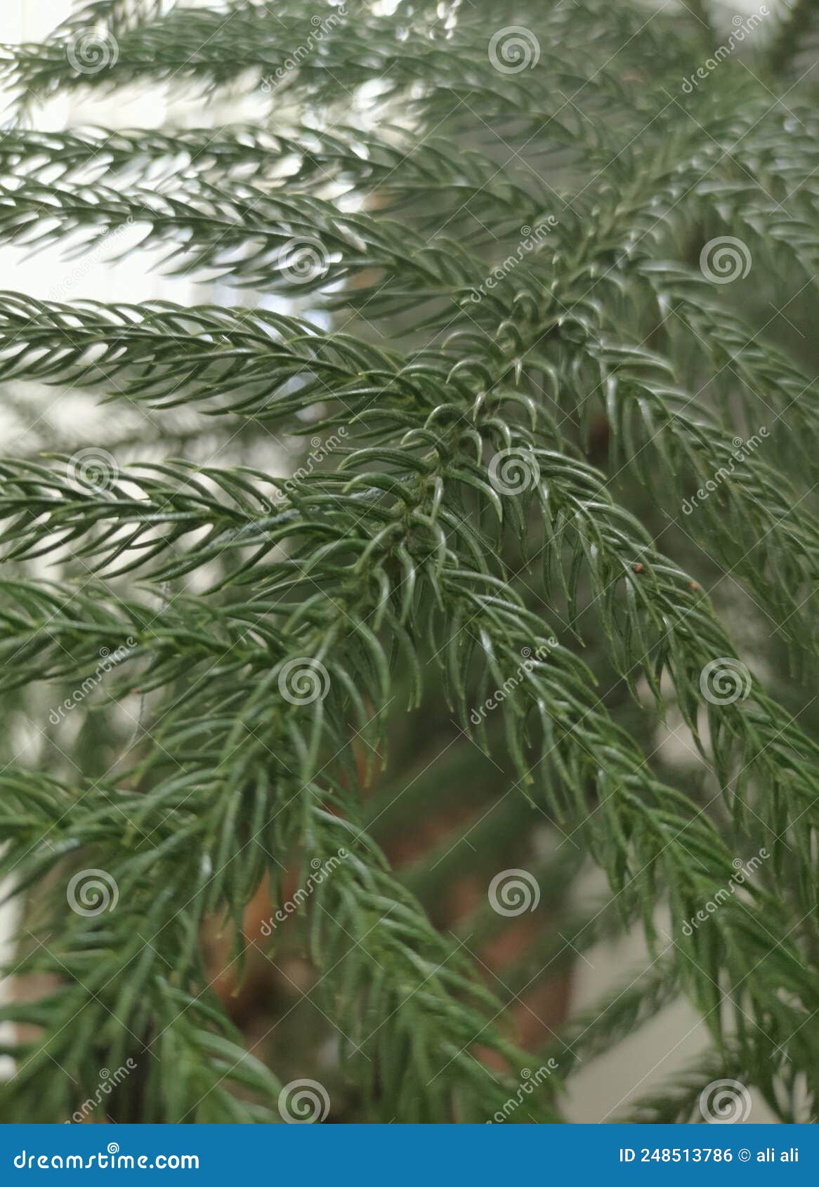 Green Plants Cool the Environment Stock Photo - Image of background ...