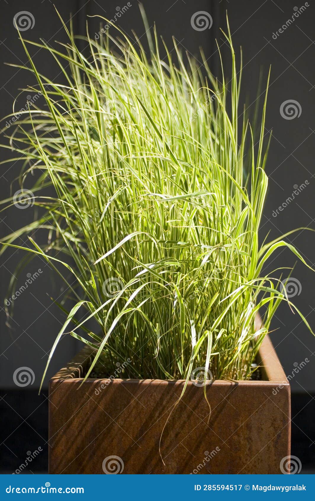 Green Plants in Corten Flower Pot Close Up Stock Image - Image of ...