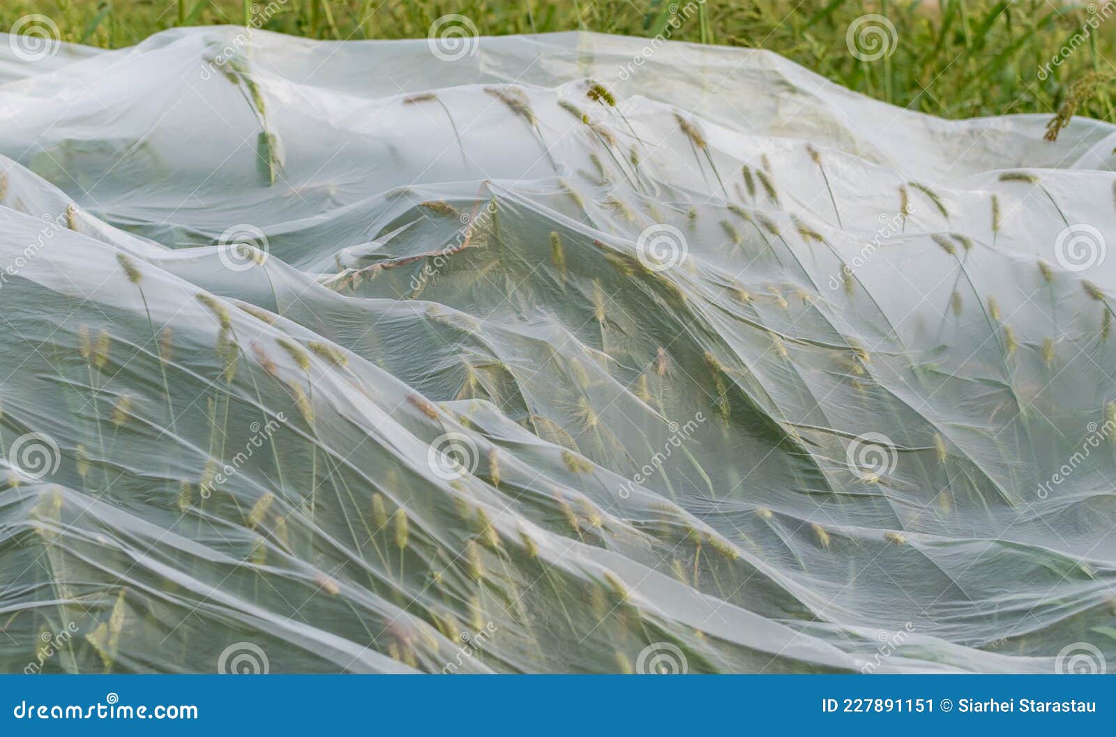 Green Plants are Covered with a Translucent Film Stock Image - Image of ...