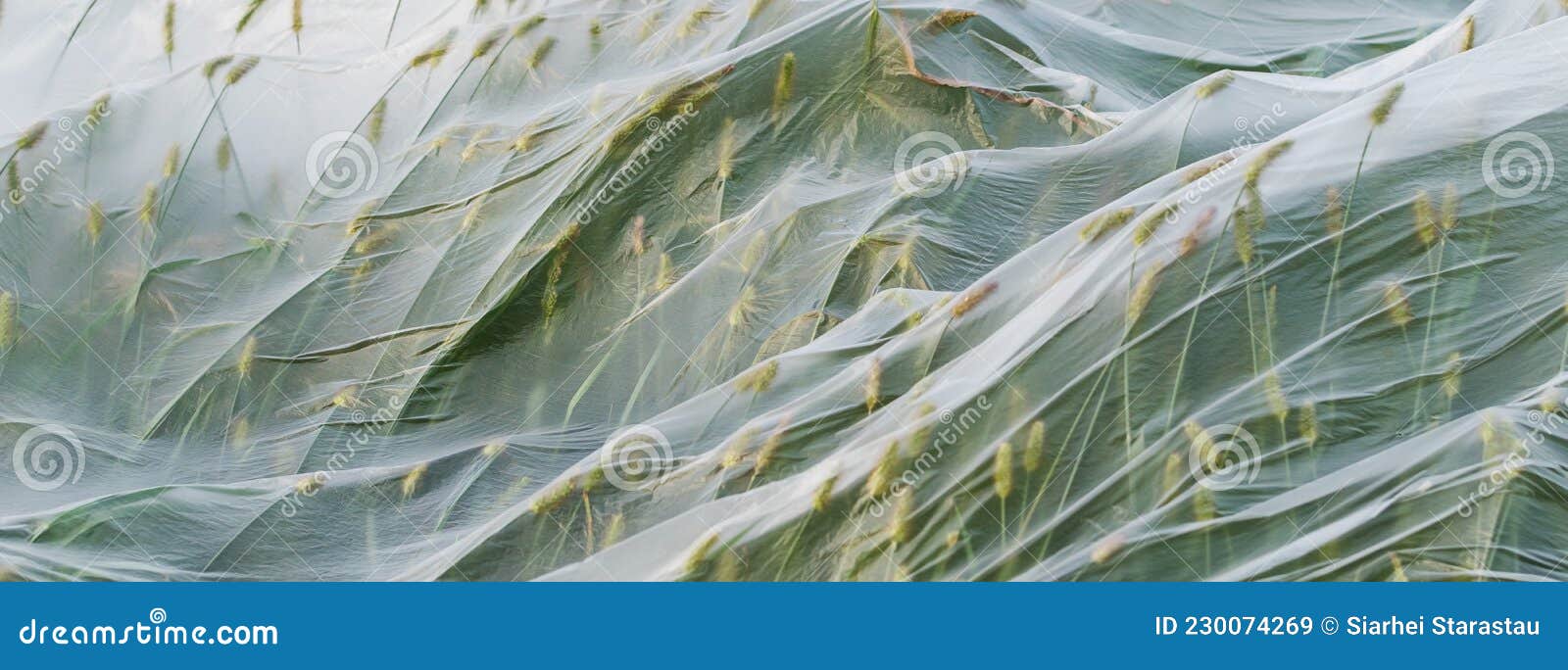 Green Plants are Covered with a Translucent Film Stock Image - Image of ...