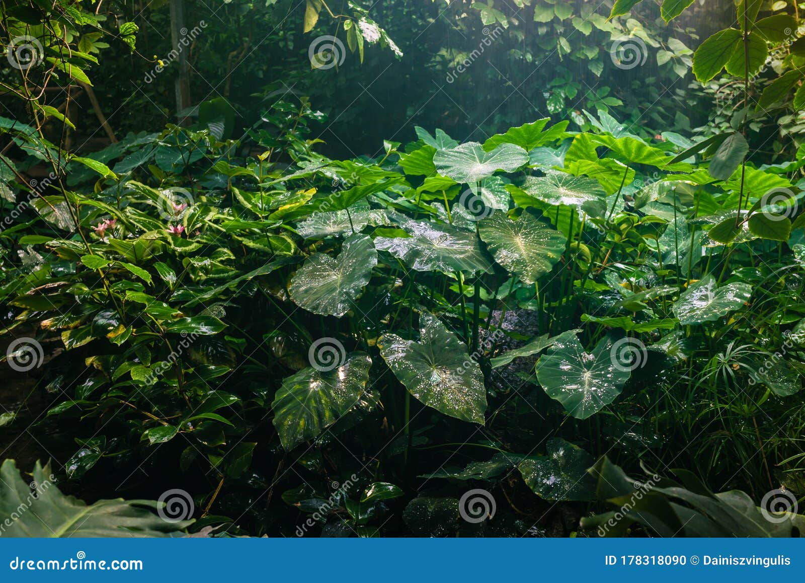 Green Plants in a Damp Place Stock Photo - Image of growth, park: 178318090