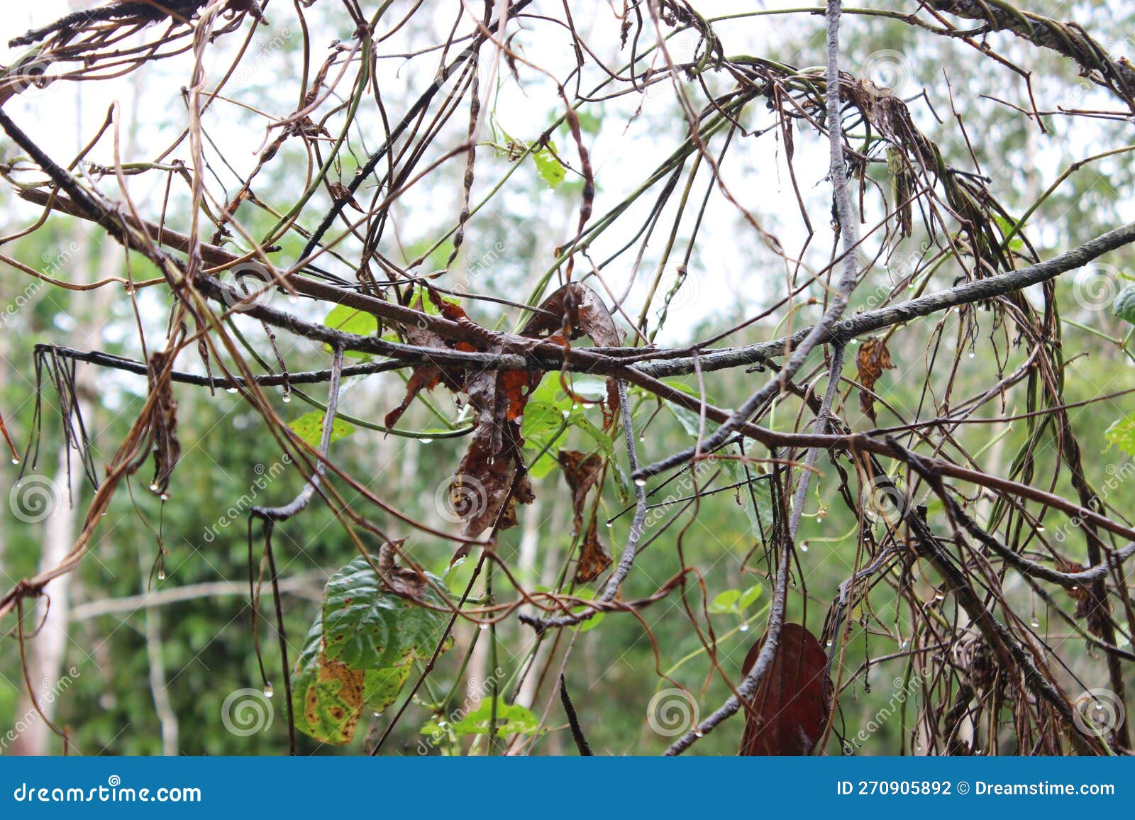 Green Plants and Dead Tree Branches? Stock Photo - Image of wildlife ...