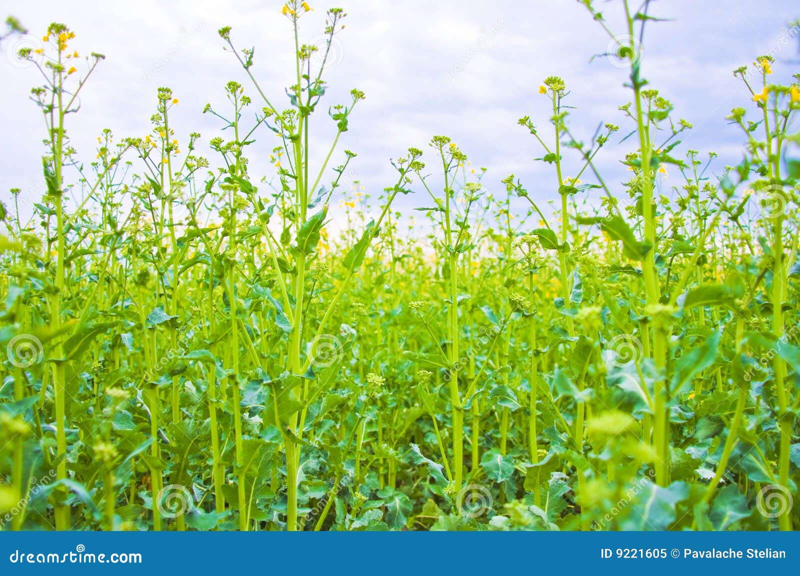Green plants in field stock image. Image of details, bloom - 9221605