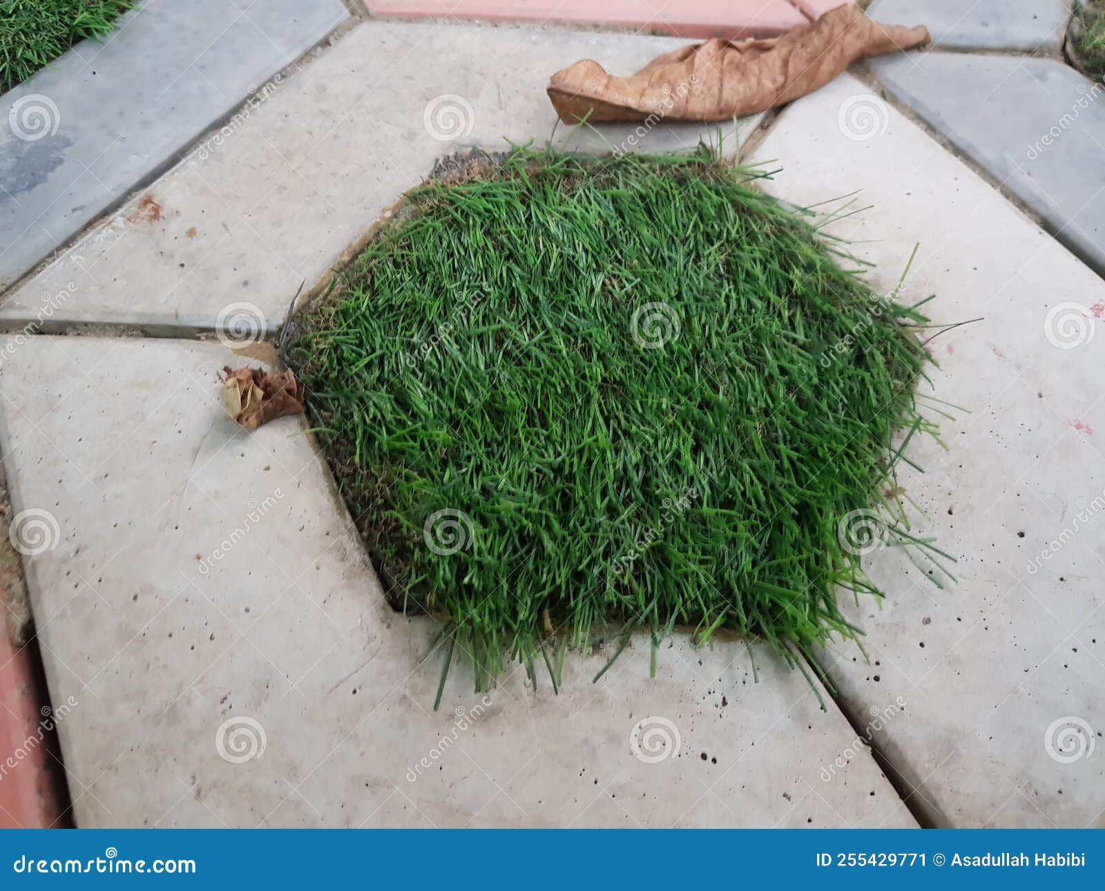 Green Plants on Floor Straight Stock Image - Image of shrub, grass ...