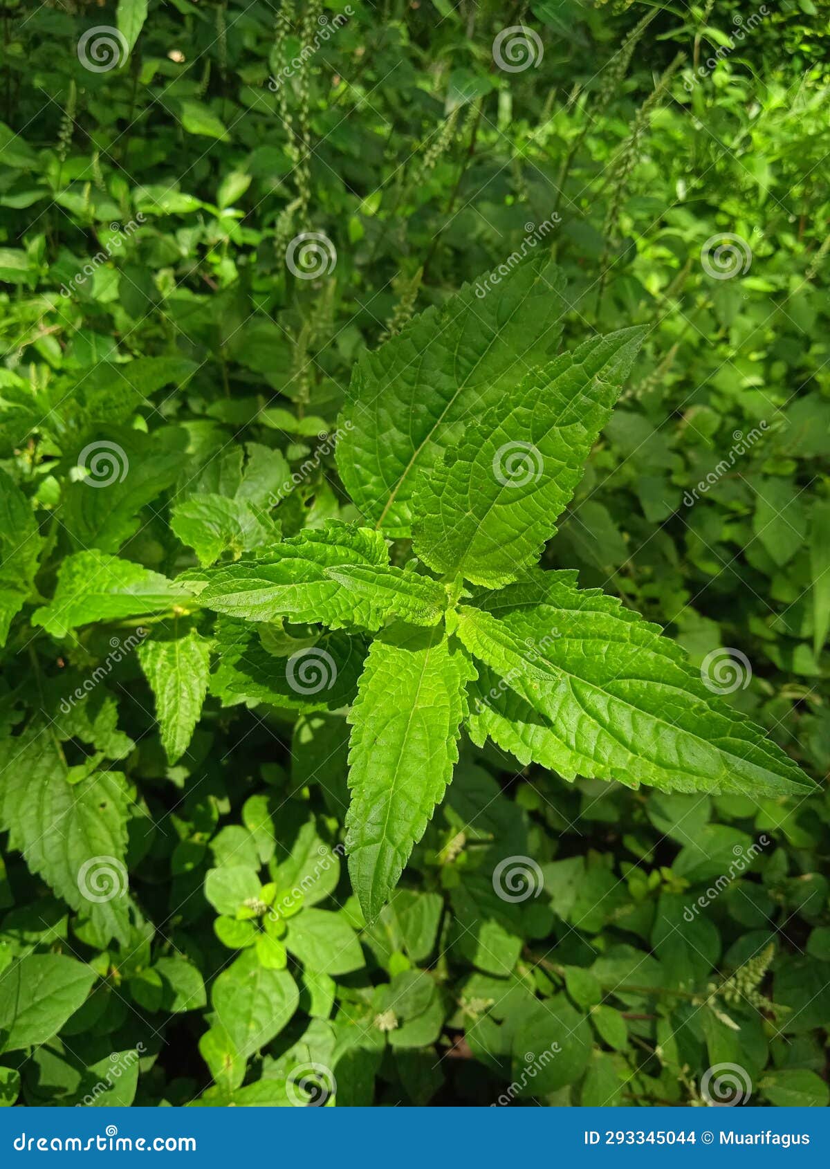 Green plants in the forest stock photo. Image of flower - 293345044