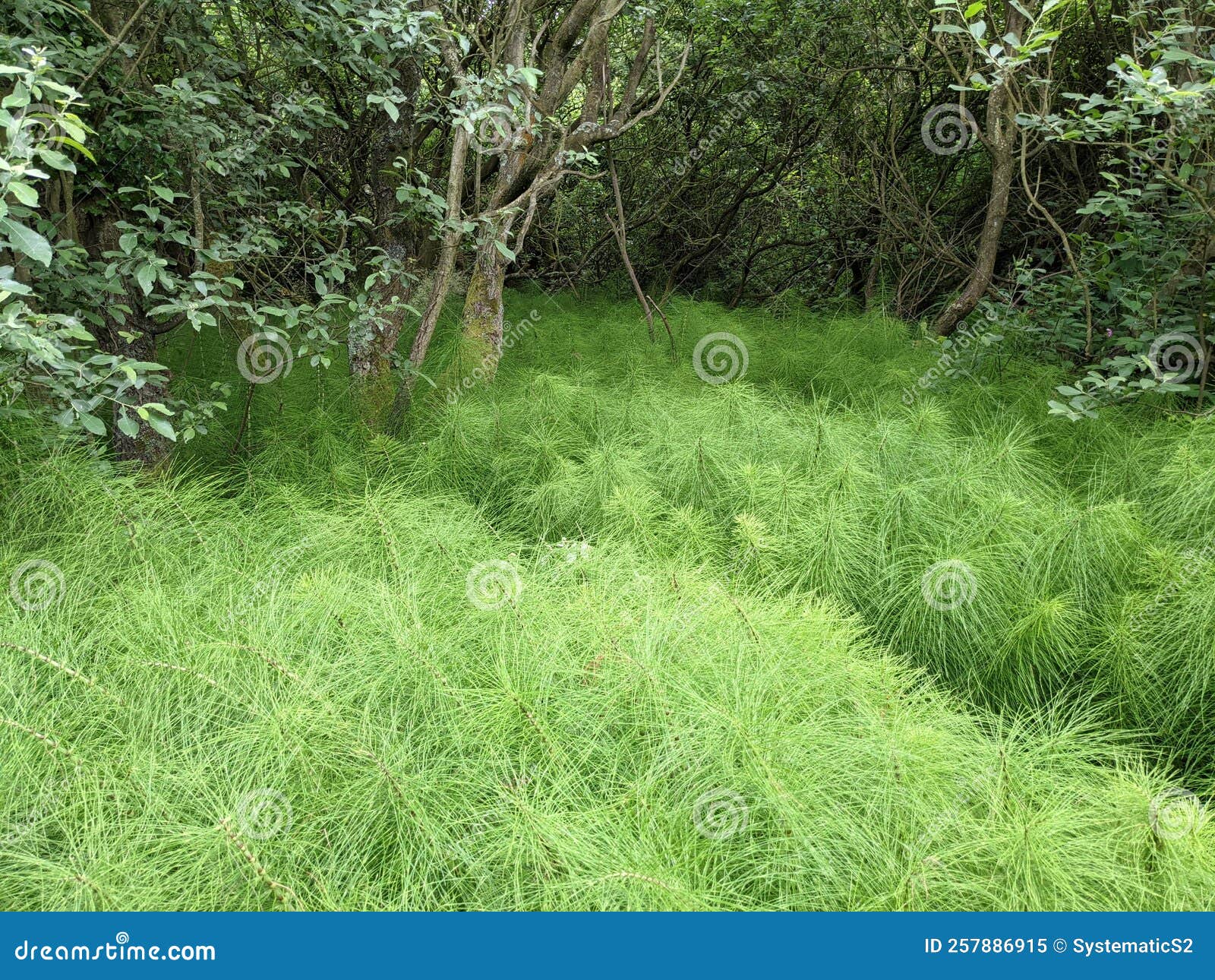 Green Plants Forest Wood Firework Stock Image - Image of flower, beauty ...