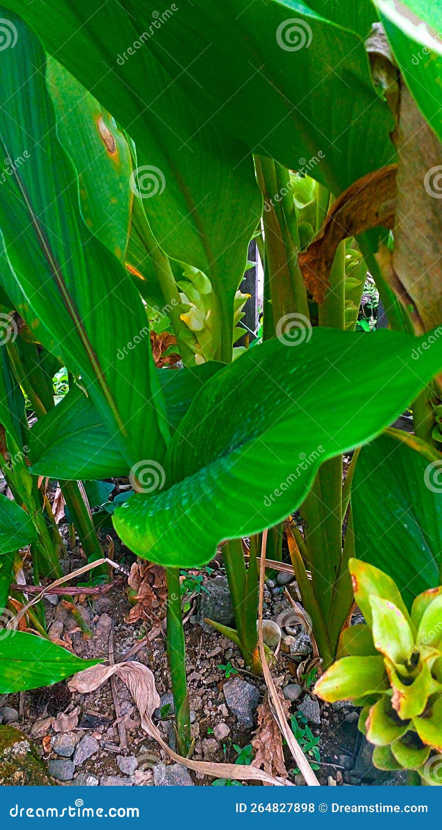Green plants in the garden stock photo. Image of plant - 264827898