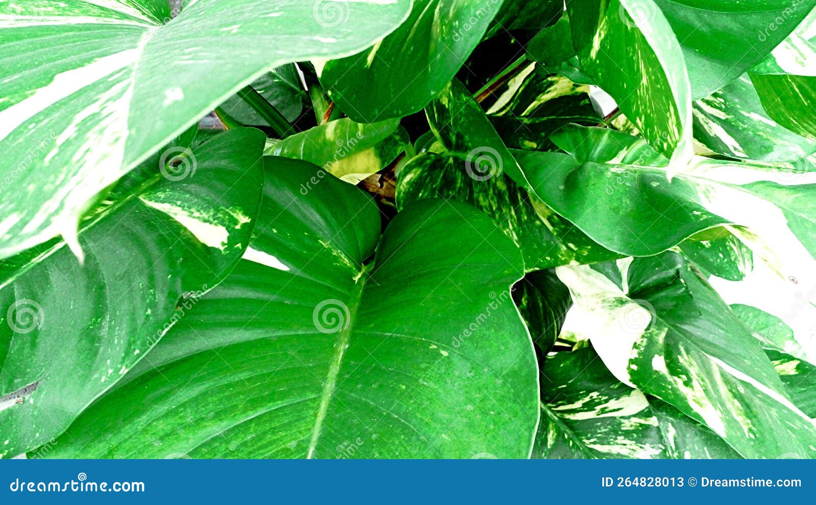 Green plants in the garden stock image. Image of food - 264828013