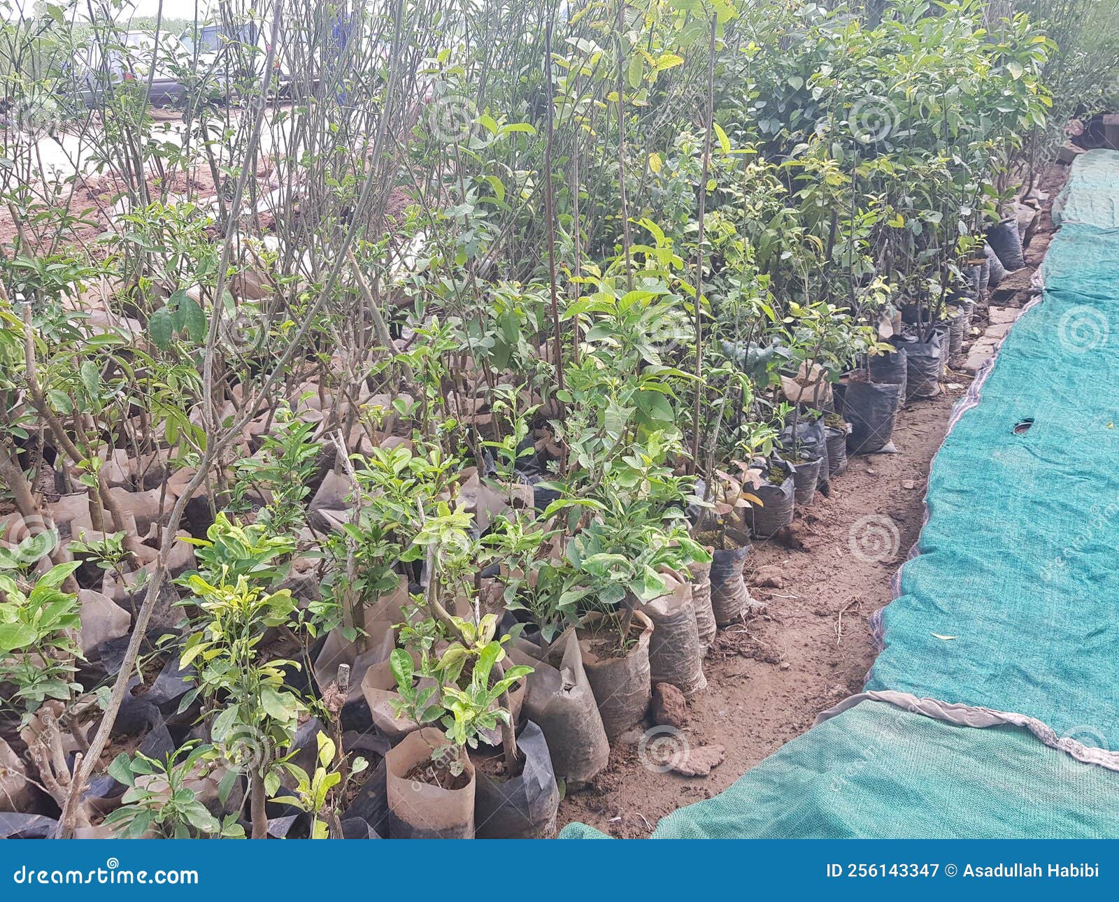 Green plants/ gardening stock image. Image of garden - 256143347