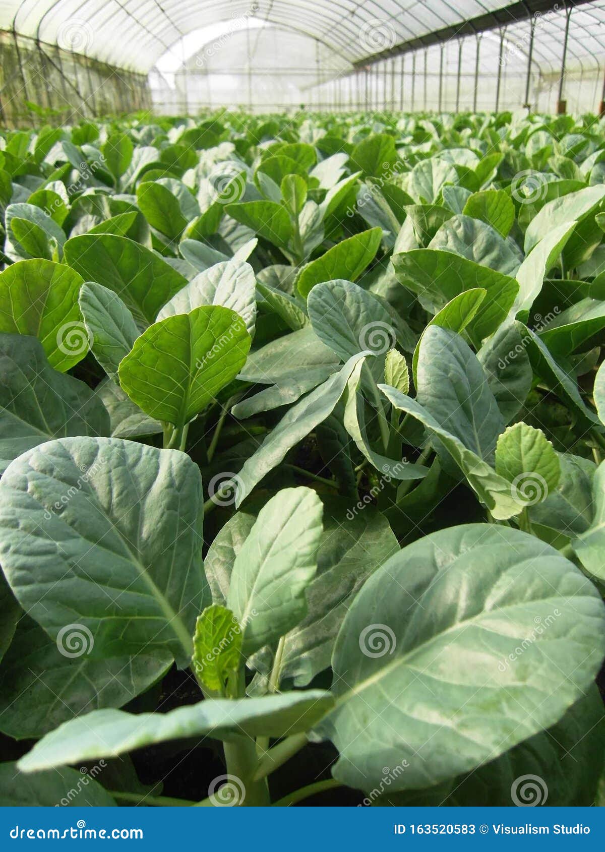 Green Plants Grow in a Closed Garden Stock Image - Image of nature ...