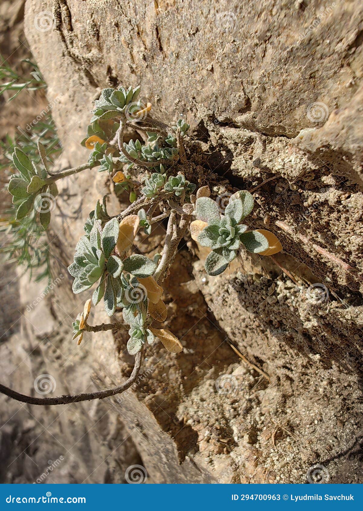 Green Plants Grow on a Steep Cliff Stock Image - Image of grow, cliff ...