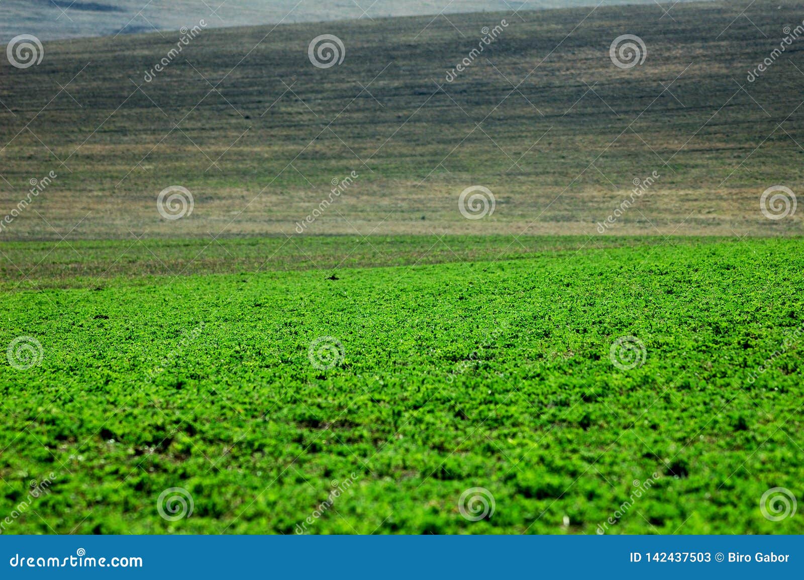 Green Plants Growing from the Ground. Stock Image - Image of hand ...