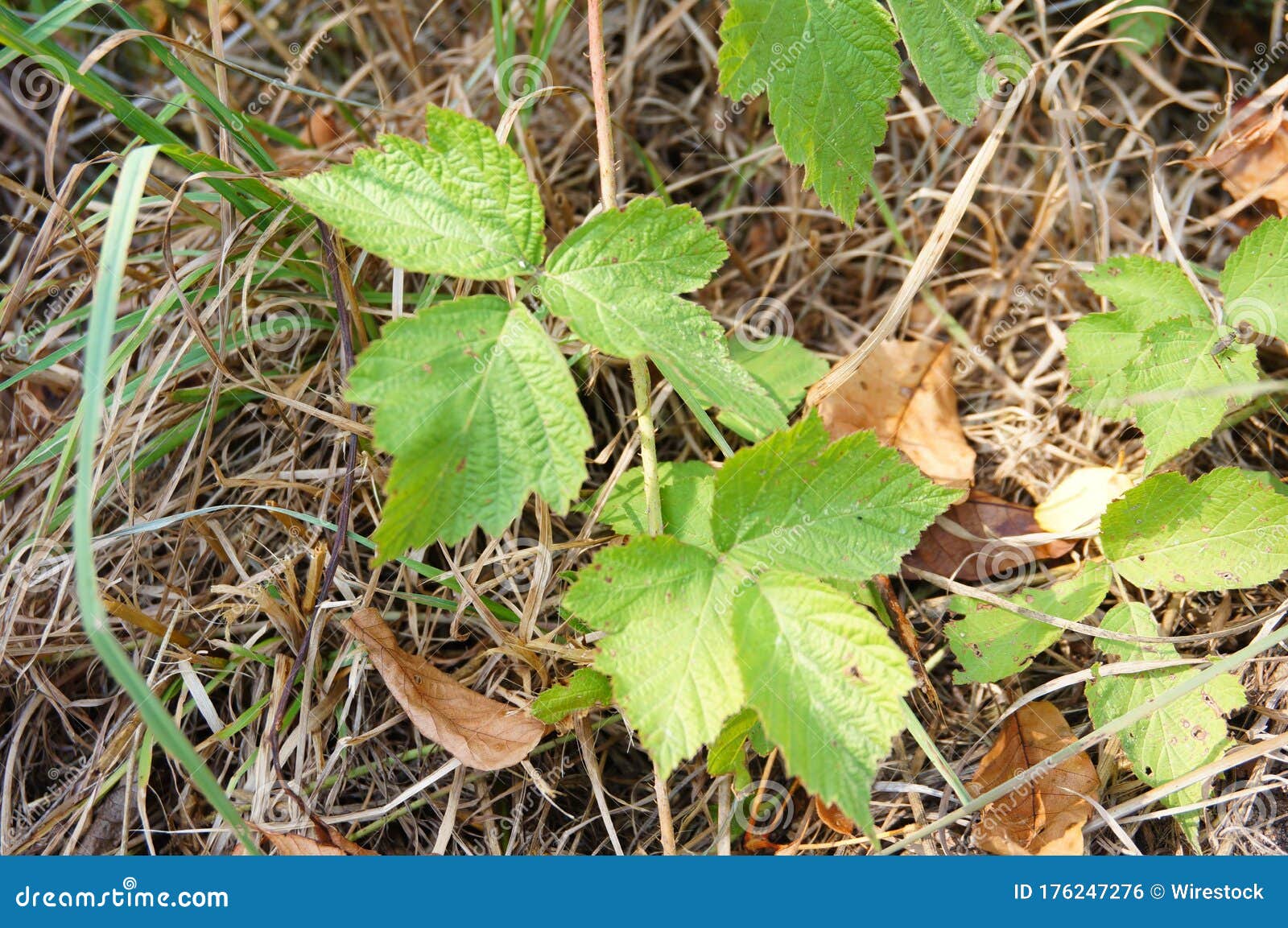 Green Plants Growing on the Ground Over Dry Grass Stock Photo - Image ...