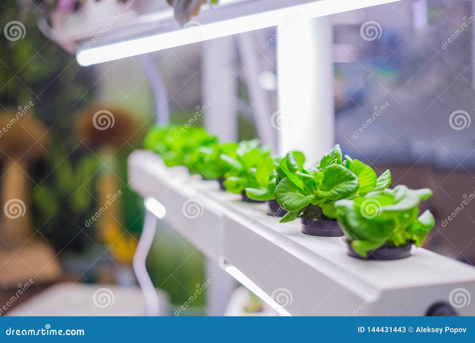 Green Plants Growing in Pots Stock Image - Image of field, botanical ...