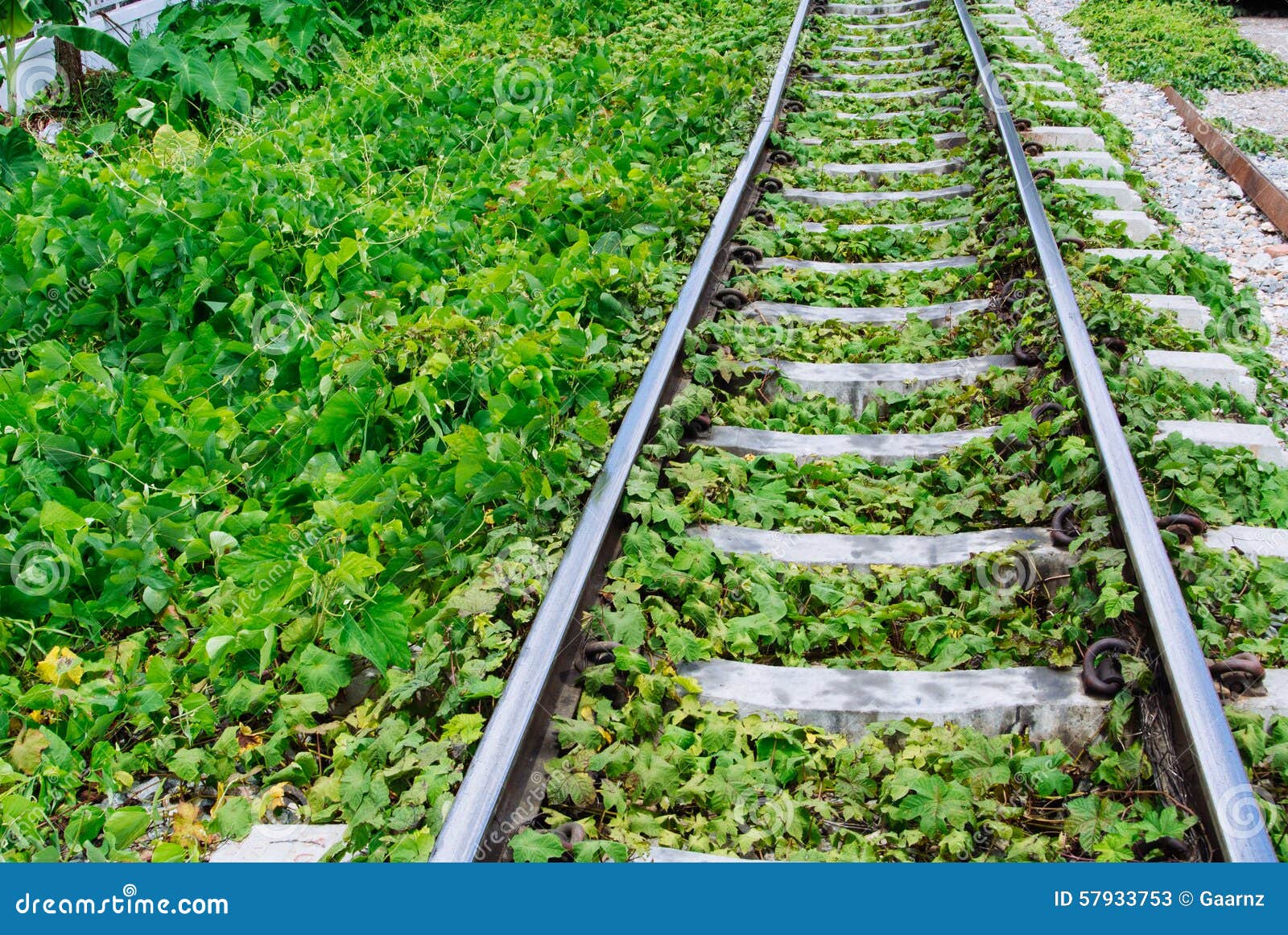 Green Plants Growing by the Railroad Tracks Stock Image - Image of ...