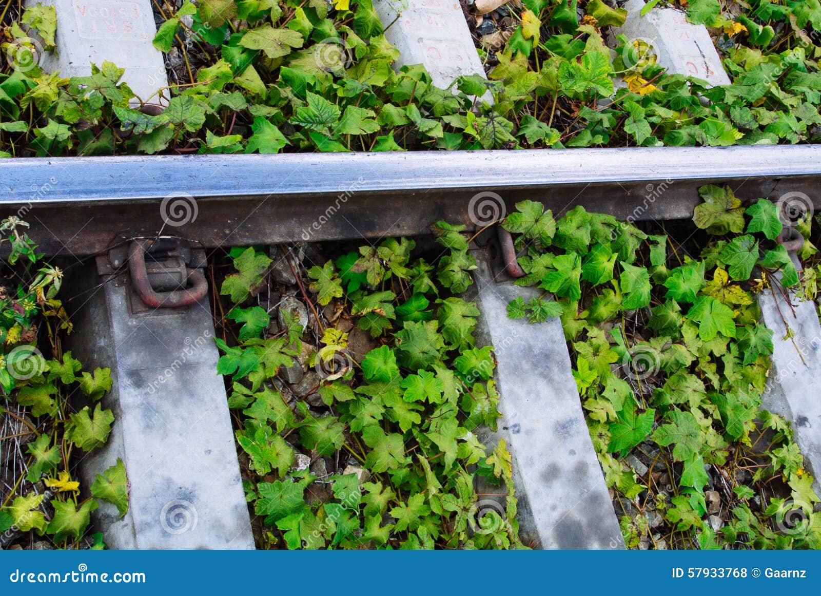 Green Plants Growing by the Railroad Tracks Stock Photo - Image of ...