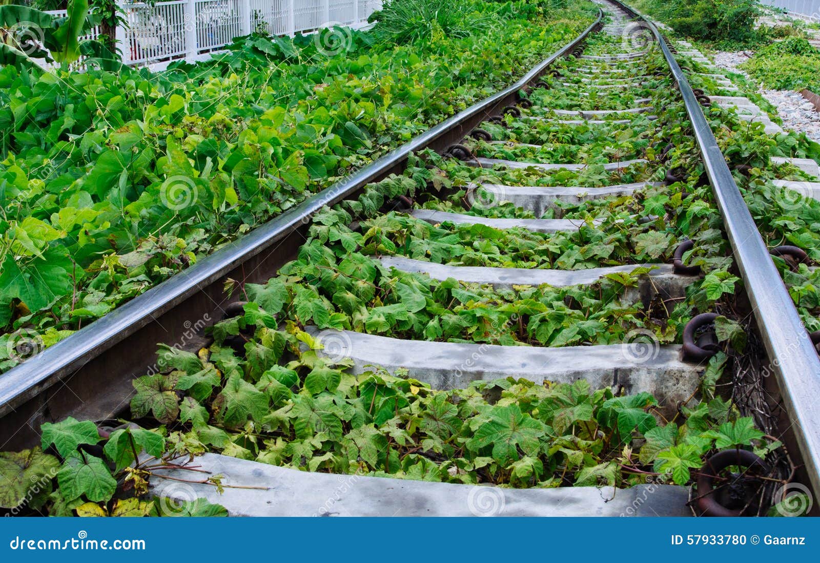 Green Plants Growing by the Railroad Tracks Stock Photo - Image of high ...