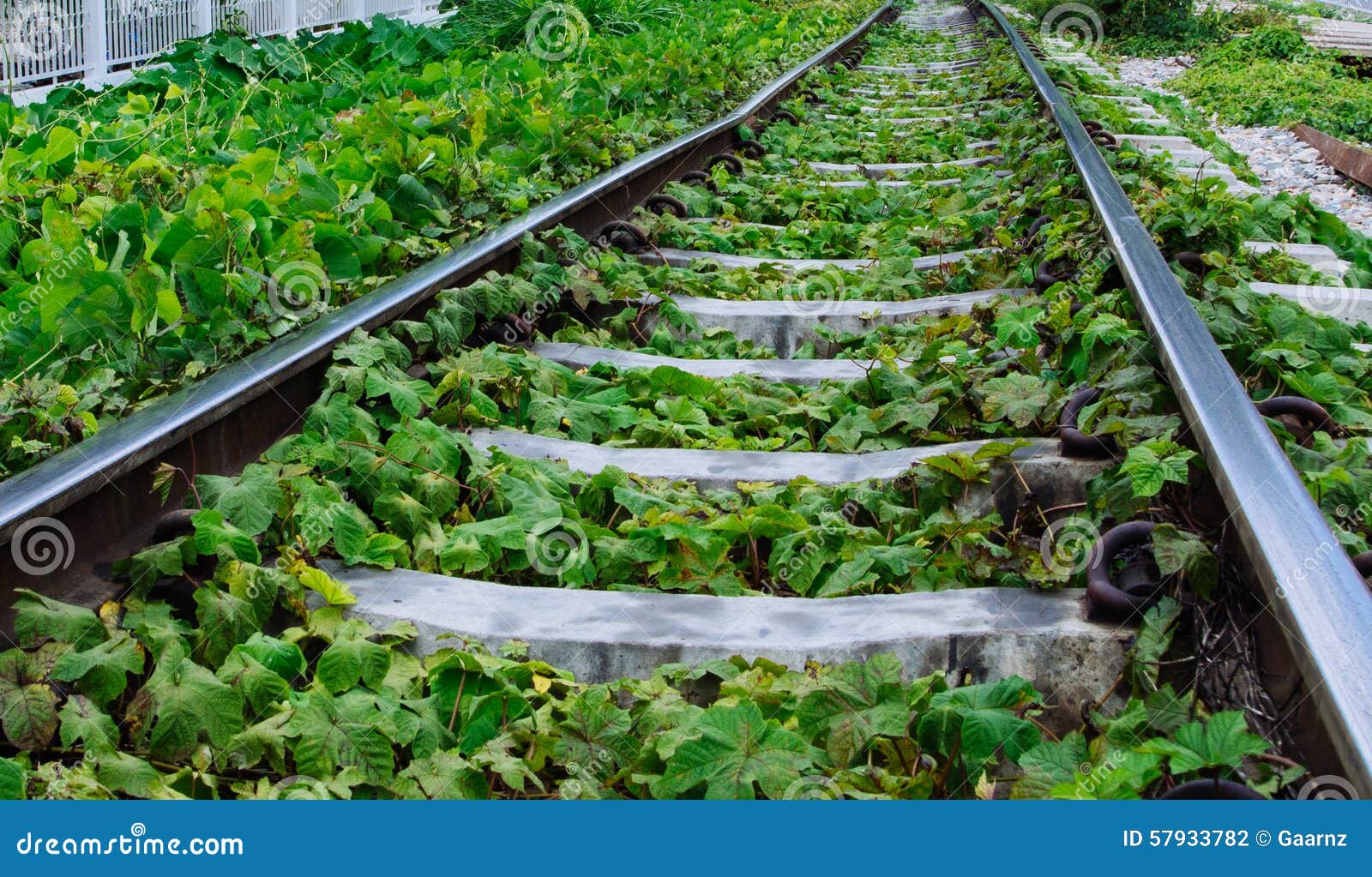 Green Plants Growing by the Railroad Tracks Stock Photo - Image of ...