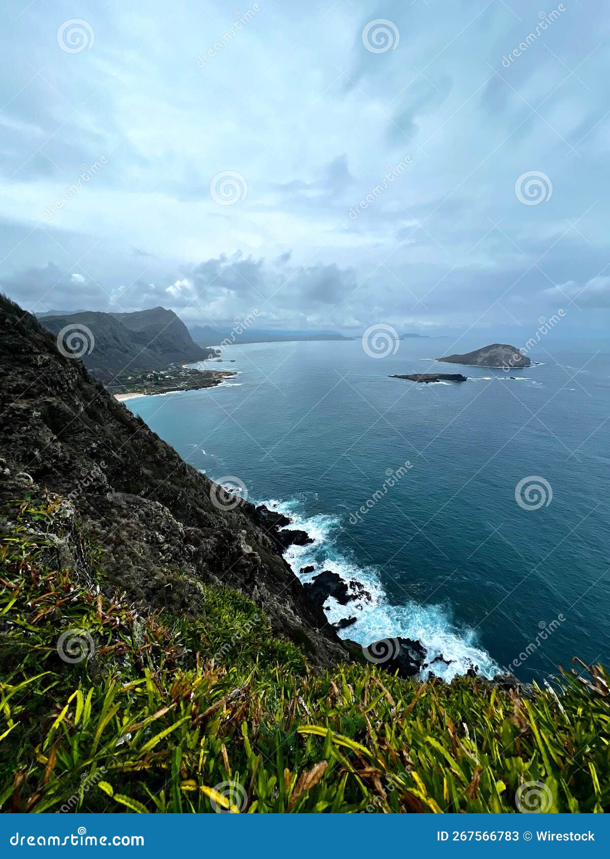 Green Plants Growing on the Rocky Cliff Stock Image - Image of garden ...