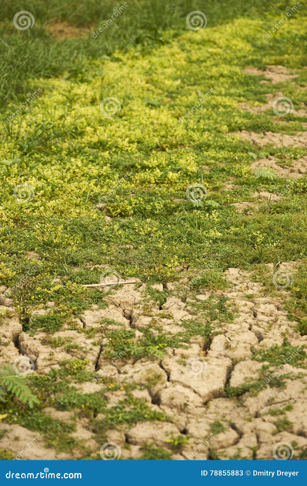 Green Plants Growing Trough Dead Soil Stock Image - Image of concept ...