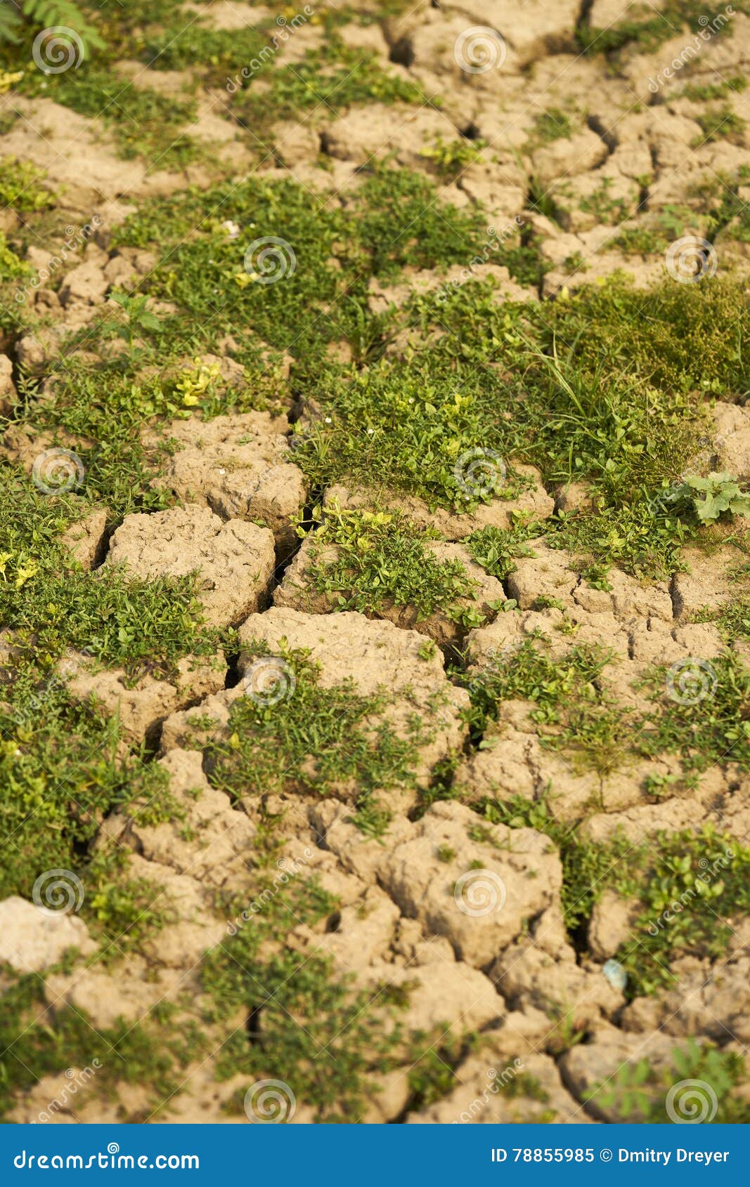 Green Plants Growing Trough Dead Soil Stock Image - Image of change ...