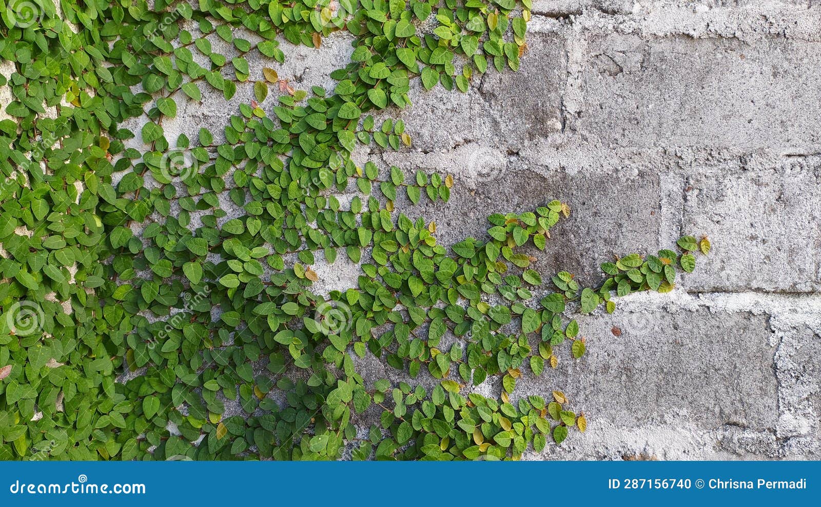 Green Plants Growing Vines on the Wall Stock Photo - Image of vines, plants: 287156740